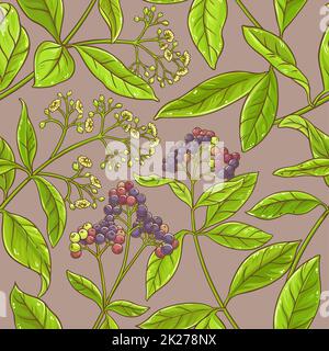 allspice vector pattern Stock Photo - Alamy