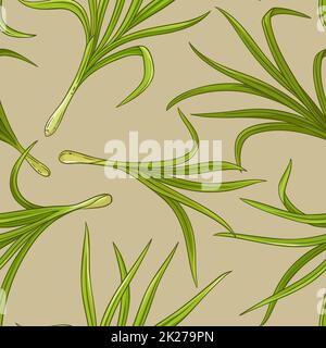 lemongrass plant vector pattern Stock Photo - Alamy