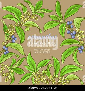 osmanthus vector frame Stock Photo - Alamy