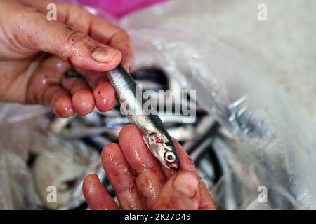 a housewife sorting fish, cleaning fish before cooking, a woman ...