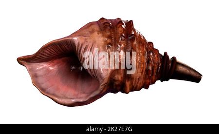 3D rendering of a sea conch isolated on white background Stock Photo ...