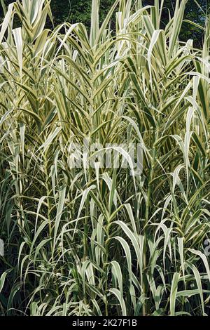 Image of multiple Striped giant reed plants Stock Photo - Alamy