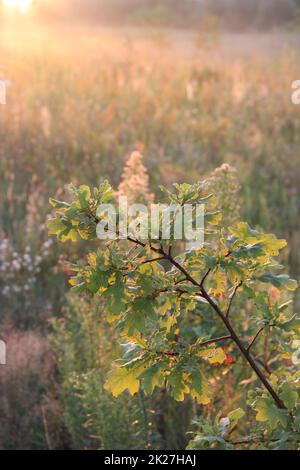 Large drops of dew on the green leaves of forest plants Stock Photo - Alamy