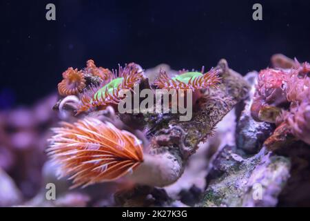 A tubeworm in a marine aquarium Stock Photo - Alamy