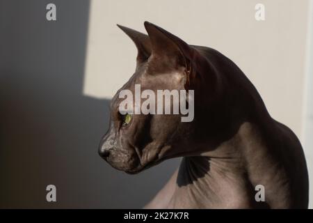 Grey sphynx cat. domestic animal. adorable pet Stock Photo - Alamy