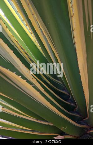 Agave Furcraea foetida Stock Photo - Alamy