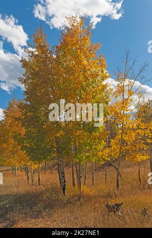 Quaking aspen changing color in autumn, Big Cottonwood Canyon, Wasatch ...