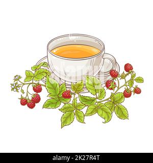 raspberry tea illustration Stock Photo - Alamy