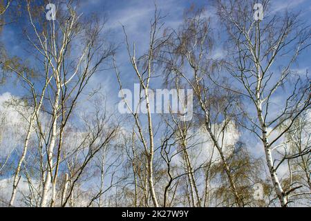The birch trees, trees in front of spring sky and clouds Stock Photo ...