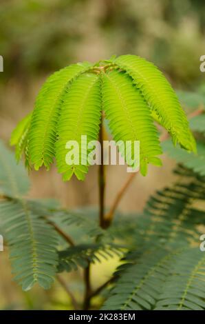 Plume Albizia (Cape Crested Wattle) tree leaves Stock Photo - Alamy