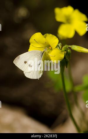 Bermuda. Small islands Stock Photo - Alamy
