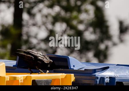 Canary Islands raven looking for food in a garbage container Stock ...