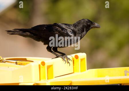 Canary Islands raven on a garbage container Stock Photo - Alamy