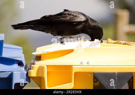 Canary Islands raven looking for food in a garbage container Stock ...