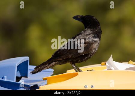 Canary Islands raven on a garbage container Stock Photo - Alamy