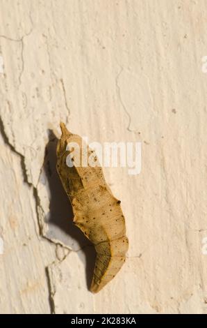 Pupa of small white on a wall Stock Photo - Alamy
