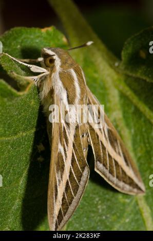 White-lined (Sphingidae) sphinx, Insects, Moths, Butterflies, Animals ...