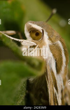 White-lined (Sphingidae) sphinx, Insects, Moths, Butterflies, Animals ...