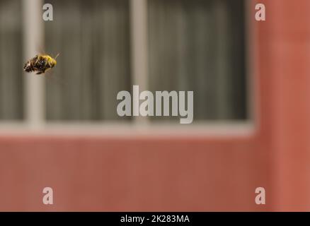 Male carpenter bee in flight Stock Photo - Alamy