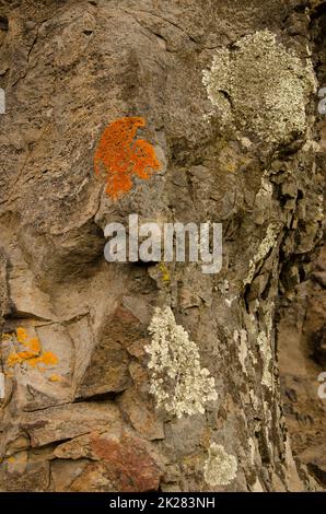 Lichens on a rocky cliff Stock Photo - Alamy