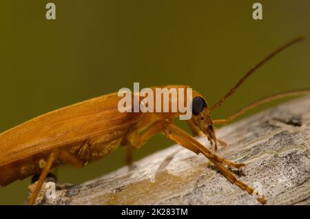 Beetle Alloxantha ochracea grooming on a branch Stock Photo - Alamy