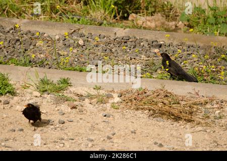 Common blackbirds Turdus merula cabrerae Stock Photo - Alamy