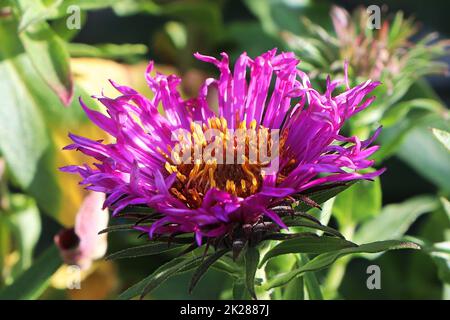 Closeup view of pink and yellow aster flowers Stock Photo - Alamy