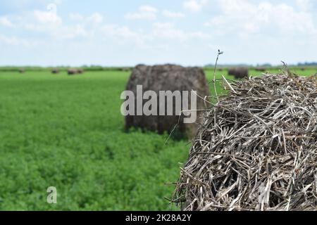 Haystacks rolled up in bales of alfalfa. Forage for livestock in winter ...