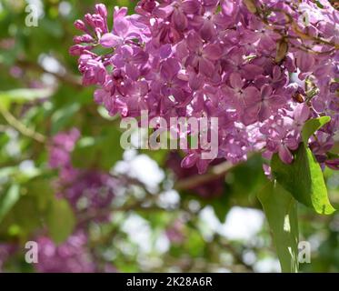 Bombyliidae on lilac. Shaggy fly on lilac colors. insect pollinator ...