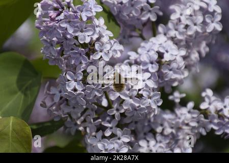 Bombyliidae on lilac. Shaggy fly on lilac colors. insect pollinator ...