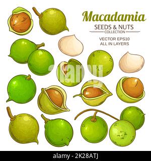macadamia plant vector isolated Stock Photo - Alamy