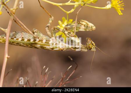 Egyptian flower mantis Blepharopsis mendica Stock Photo - Alamy