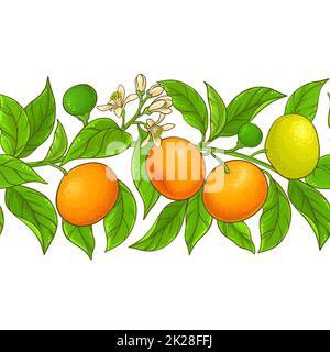 mandarin plant vector pattern on color background Stock Photo - Alamy
