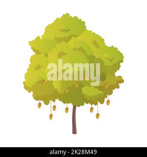 fruits isolated on white background Stock Photo - Alamy