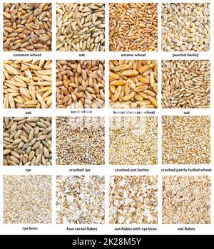 background - various wheat grains with names Stock Photo - Alamy