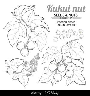 kukui branches vector set on white background Stock Photo - Alamy