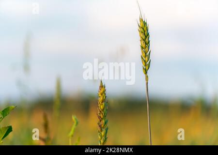 Wheat stalks and ears of wheat in the wheat field at sunset. Rural area ...