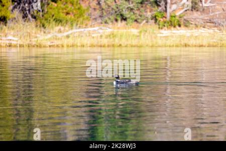 Common Loon swimming on a river Stock Photo - Alamy