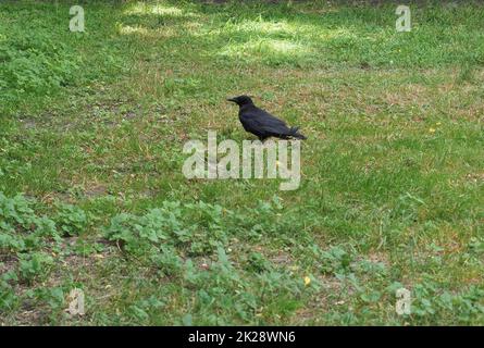 black crow aka raven scientific name Corvus of animal class birds Stock ...