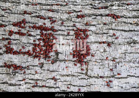 Red bugs bask in the sun on tree bark. Autumn warm-soldiers for beetles ...