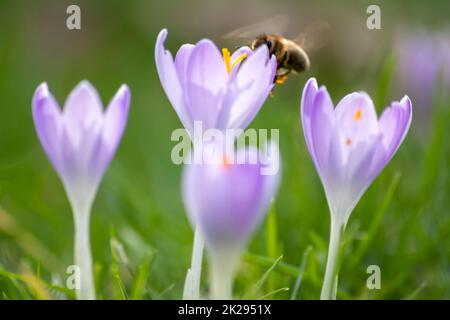 Filigree pink crocus flower blossoms in green grass are pollinated by ...