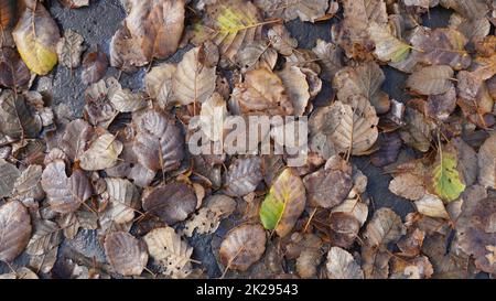 Fallen leaves on stones and in puddles of water. Close-up shooting ...