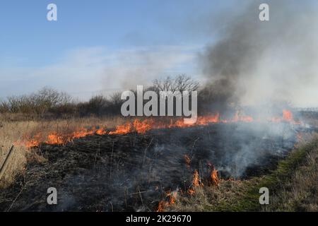 Burning dry grass and reeds. Cleaning the fields and ditches of the ...