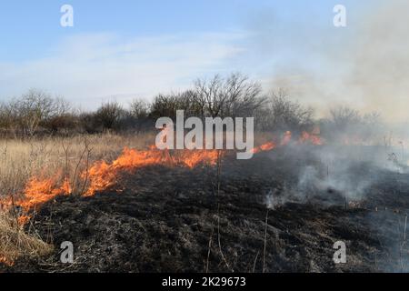 Burning dry grass and reeds. Cleaning the fields and ditches of the ...
