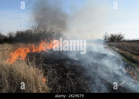 Burning dry grass and reeds. Cleaning the fields and ditches of the ...