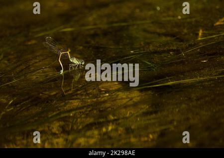 Female blue tail laying egss Stock Photo - Alamy