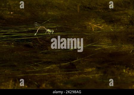 Female blue tail laying egss Stock Photo - Alamy