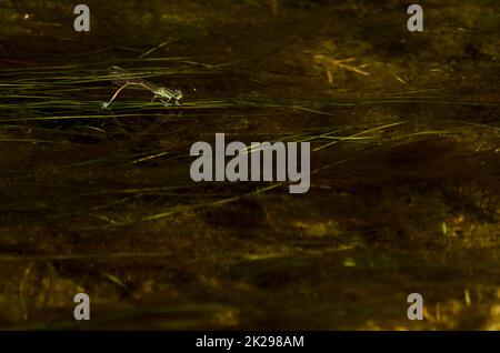 Female blue tail laying egss Stock Photo - Alamy