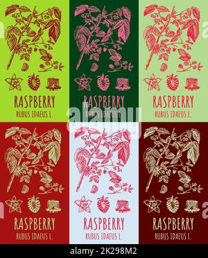 Vector drawings of Raspberry. Hand drawn illustration. Latin name RUBUS ...