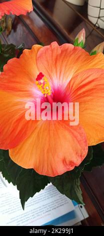UNIQUE SERIE HIBISCUS. FRANCE Stock Photo - Alamy